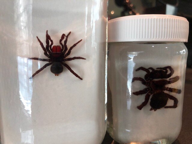 Male mouse spiders are on the move - ABC Perth