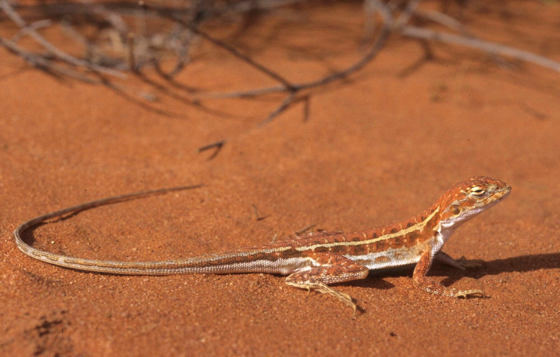 The tjakalpa, kartiwarrui, ibiri and tuniluki sand dragon lizards are ...