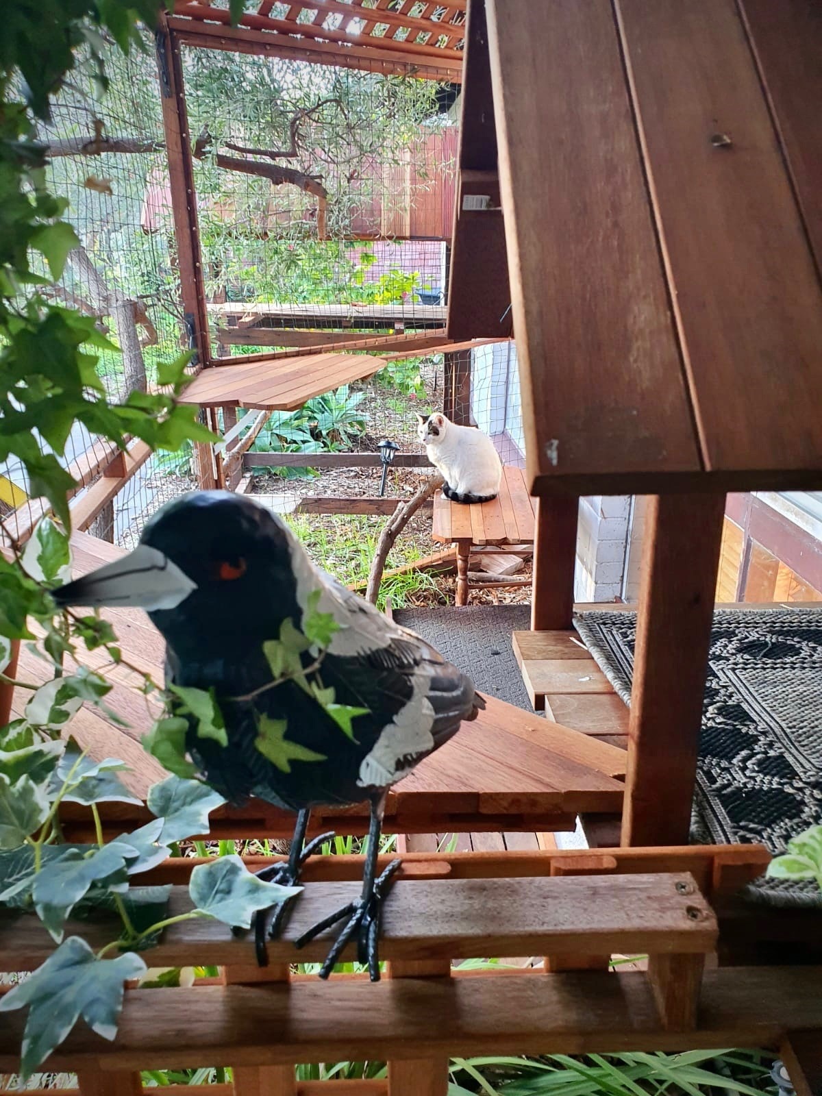 Roaming pet cats on borrowed time, as councils consider curfews to ...