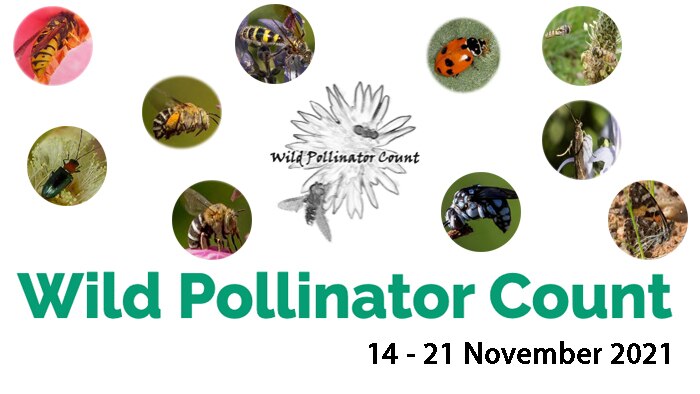 Wild Pollinator Count - Gardening Australia