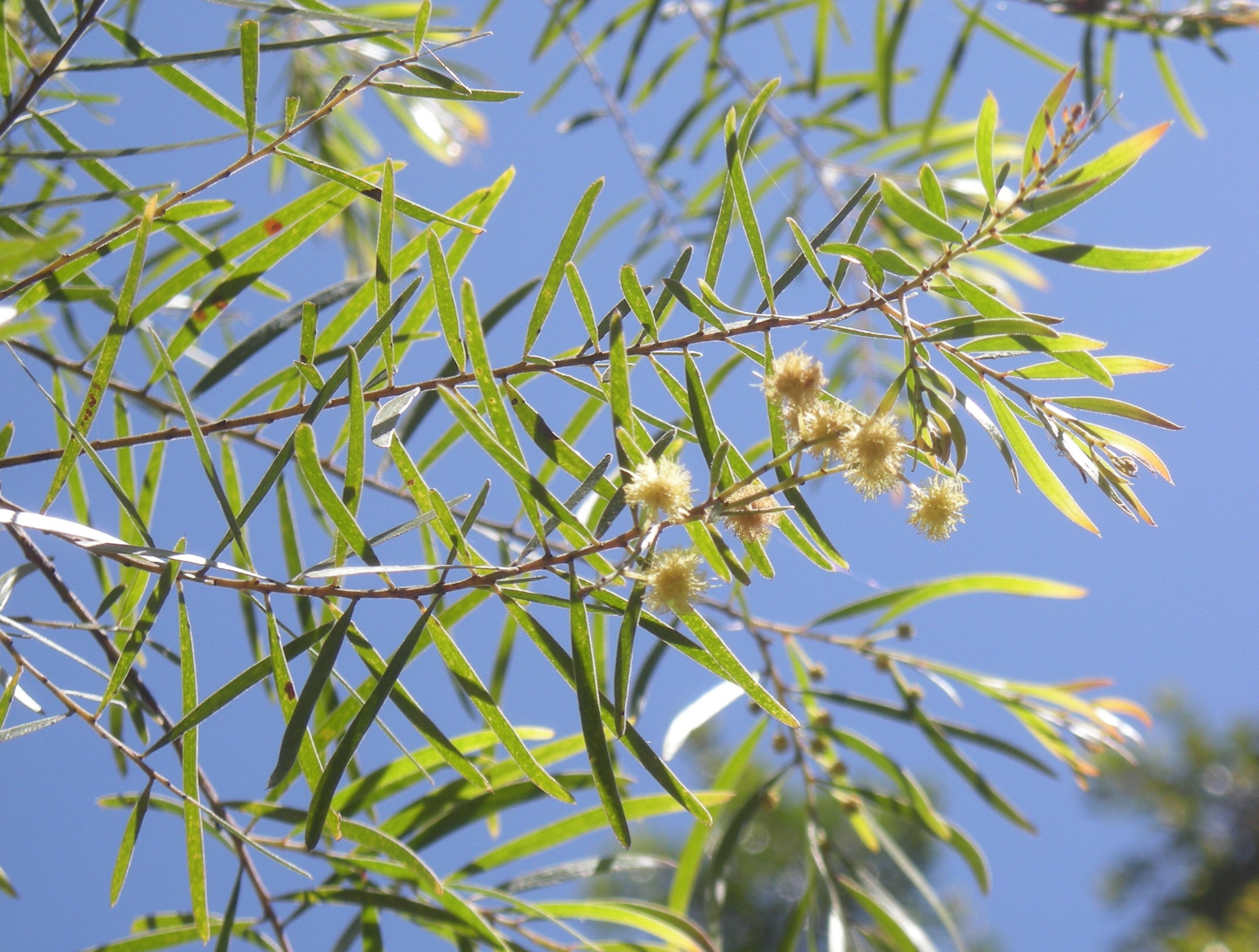 Brisbane votes golden wattle — Acacia fimbriata — as city's new floral ...