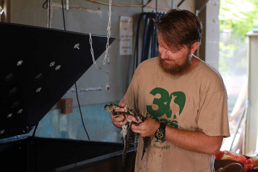 Dozens of baby crocs hatch at Billabong Sanctuary in Townsville - ABC News