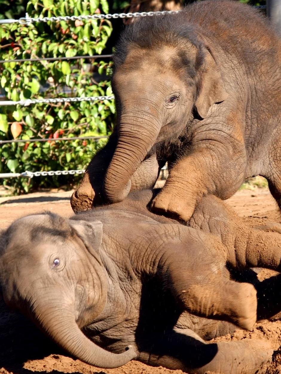 Bees win in battle with elephants - ABC listen