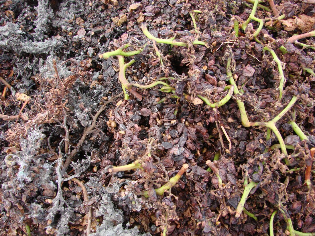 South Australian researchers looking to make more alcohol out of wine ...