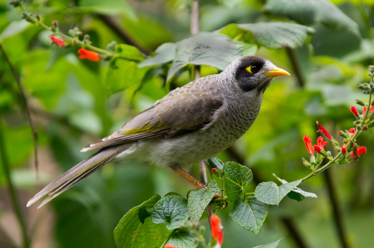 A bully bird: why the noisy miner is driving out other native birds in ...