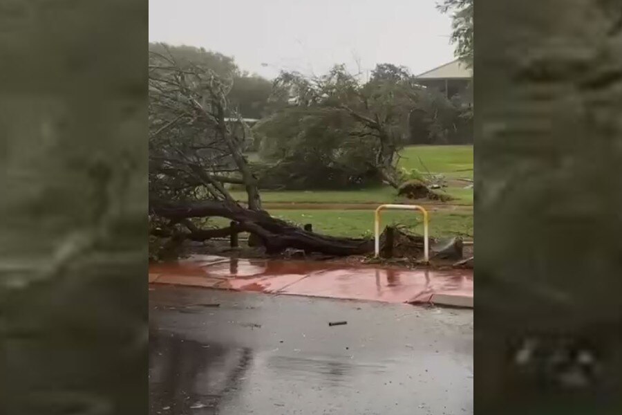 Tropical Cyclone Zelia uprooted trees in Port Hedland - ABC News