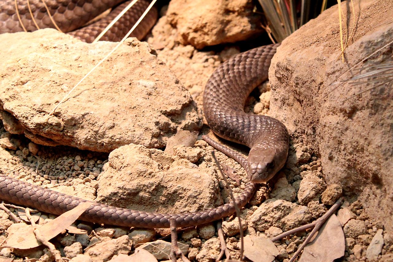 Snake sightings mark the beginning of summer in Canberra - ABC News