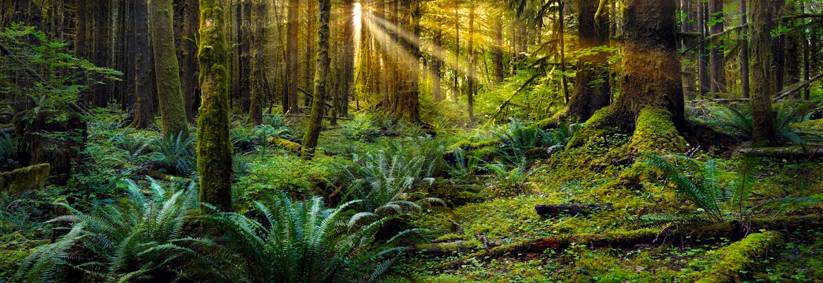 Peter Lik: Who is the record-breaking photographer behind the $7.8m ...