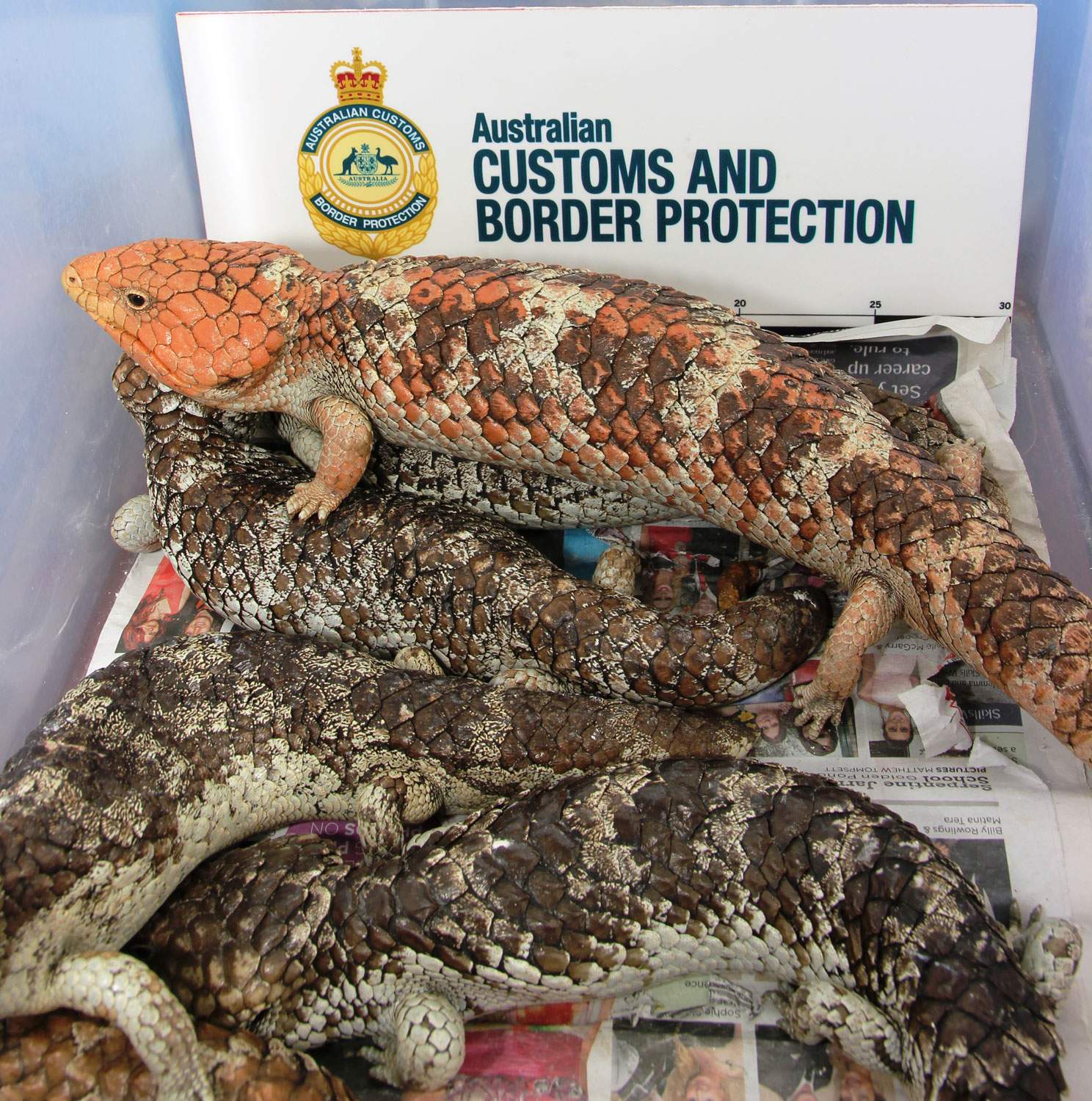 More people smuggling steroids than narcotics, Customs says - ABC News