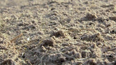 Laying Down the Lawn - Gardening Australia