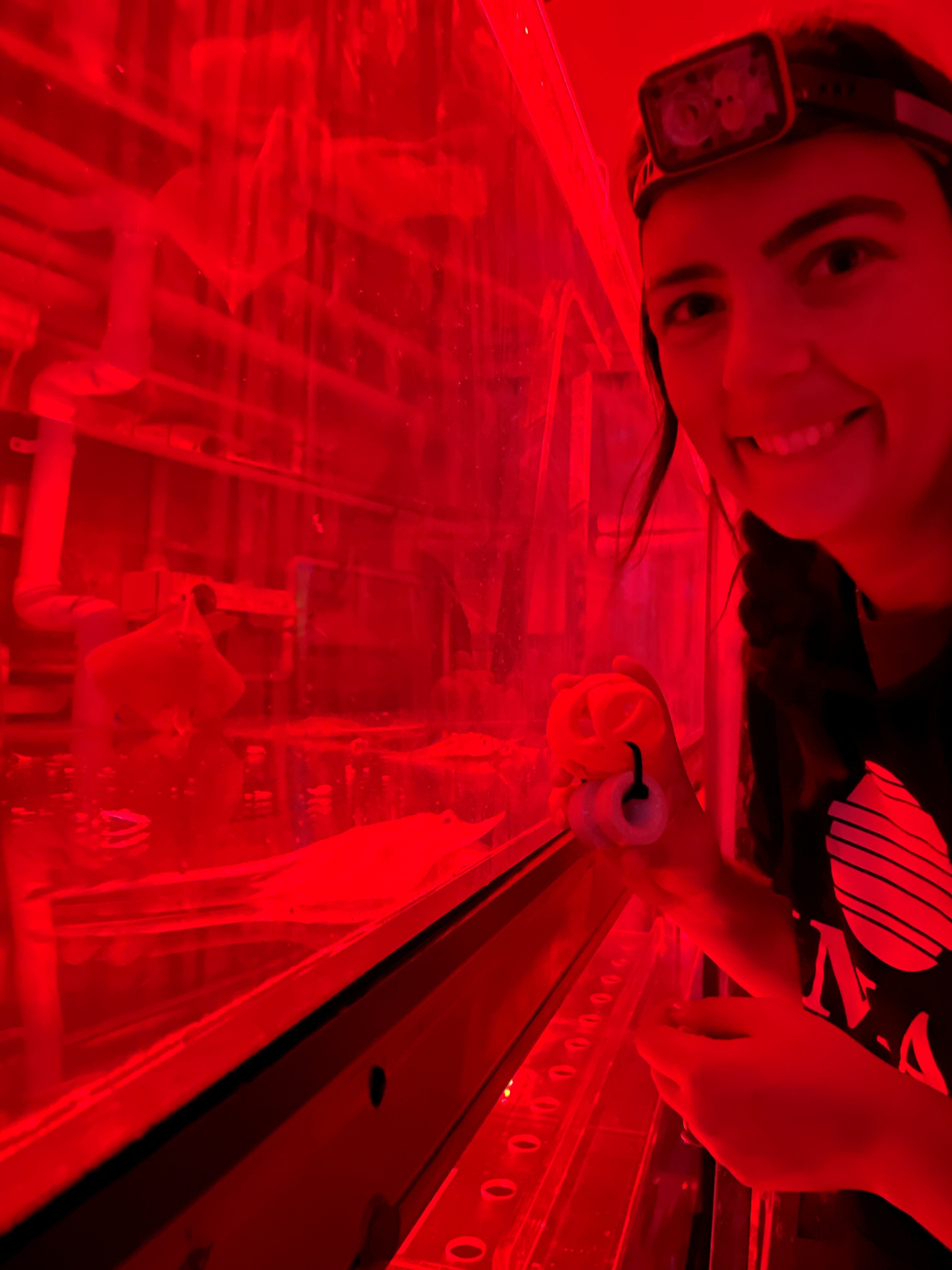 Milestone for Maugean skate breeding program as first captive-born fish ...