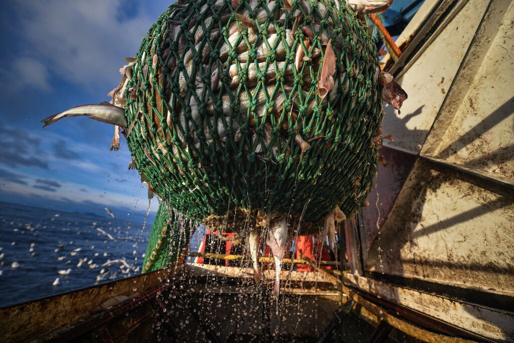 Wild fish catch easily replaced by aquaculture - ABC Radio National