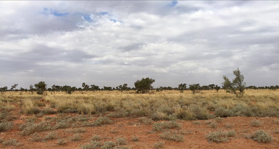 Races, rain and punters lift spirits of channel country graziers in ...