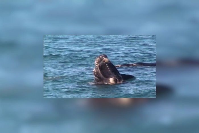 Right Whales, Wrong Whales - Media Watch