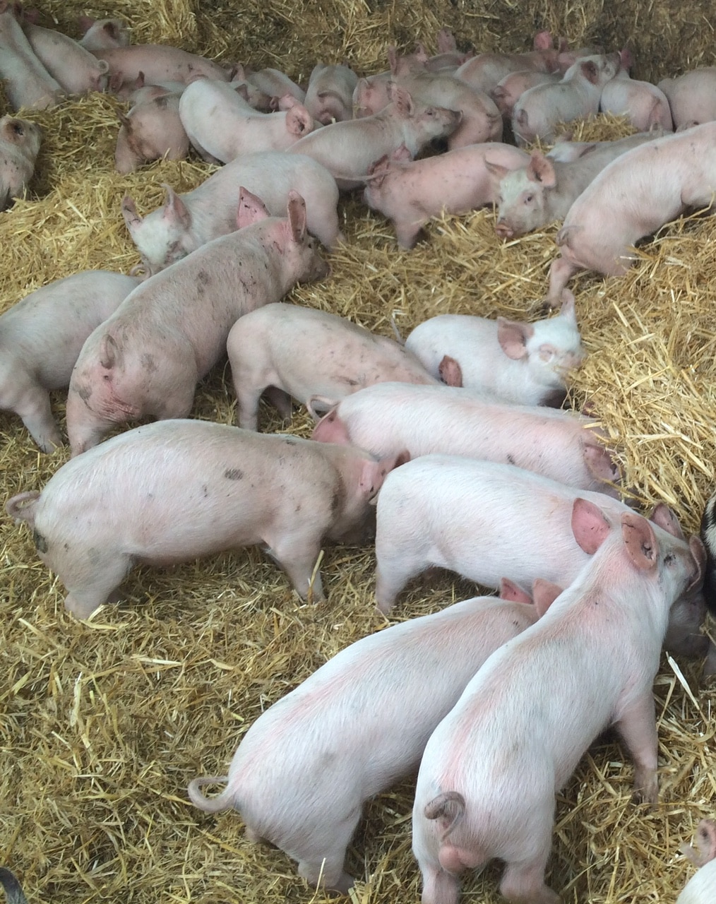 Pig manure could help grow feed for piggeries, cut greenhouse gas ...