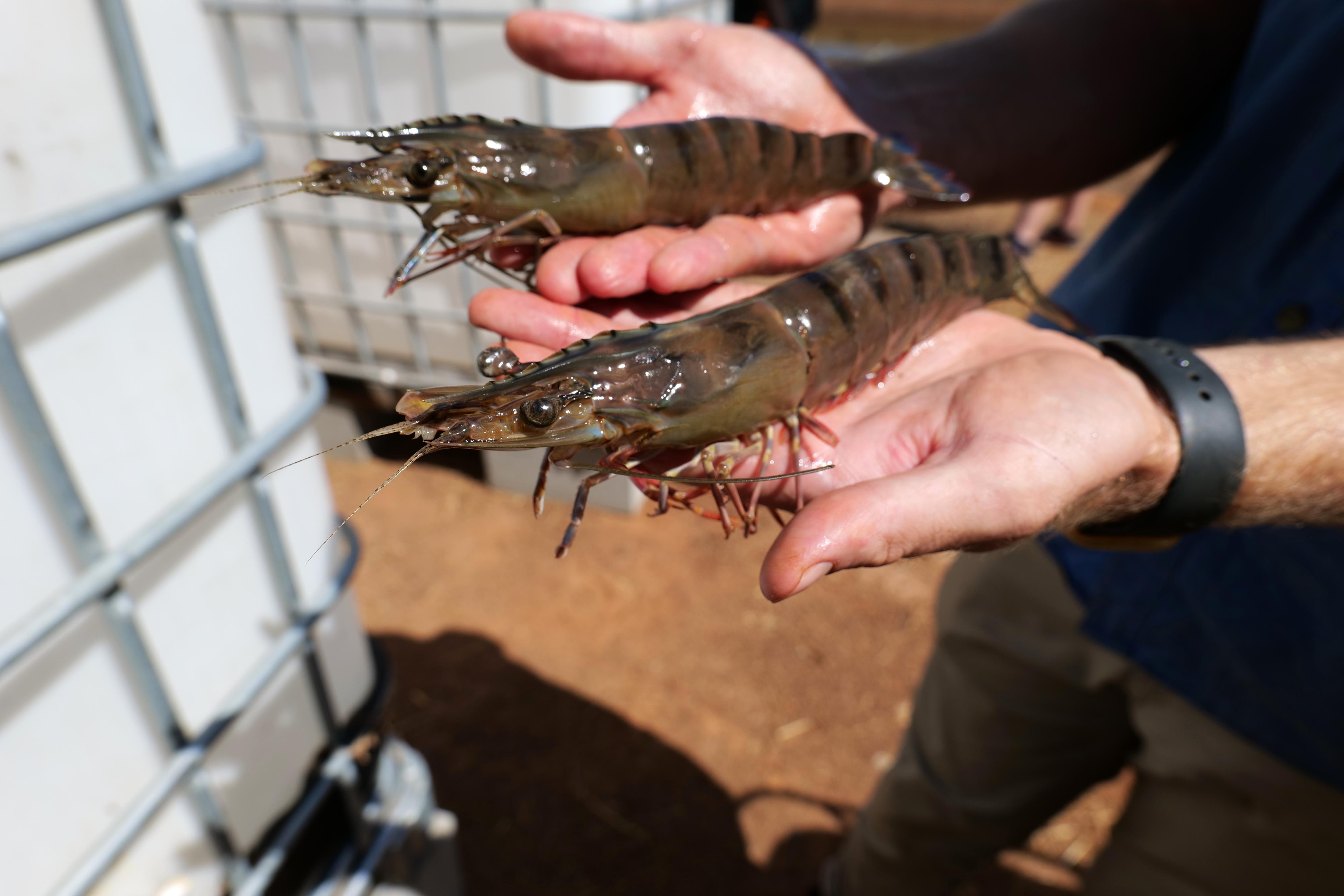 Prawn farm plans for the Tiwi Islands - ABC listen