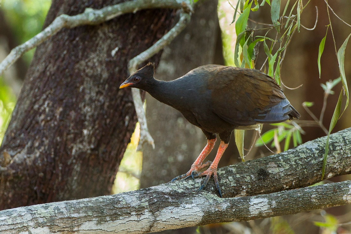Bird Of The Week: Orange-footed Scrubfowl (Megapodius reinwardt) - ABC ...