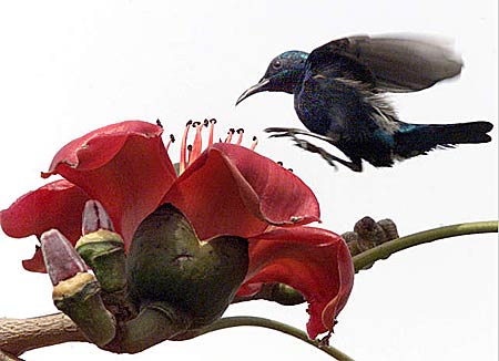 Hummingbirds' sticky beak bends - ABC News