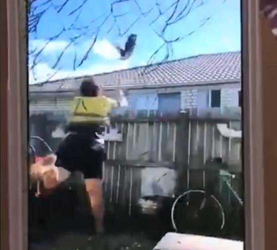 Cat thrown over fence into wall in viral social media video seeks ...
