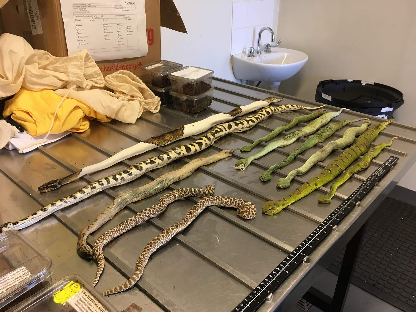 Parcel of live exotic snakes and spiders in shoe box at international ...