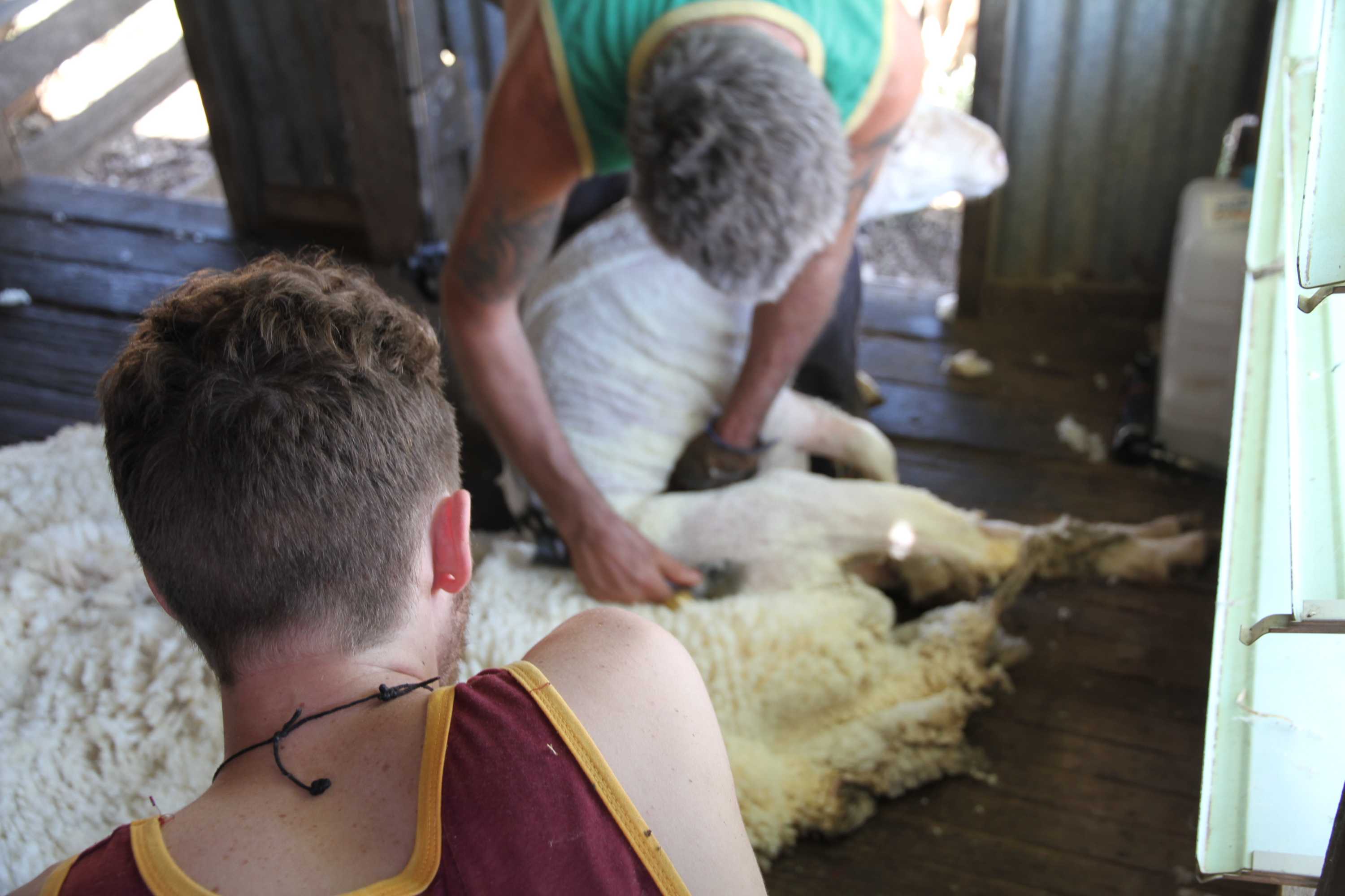Shearing contractors unite to fix worker shortage in Queensland's ...