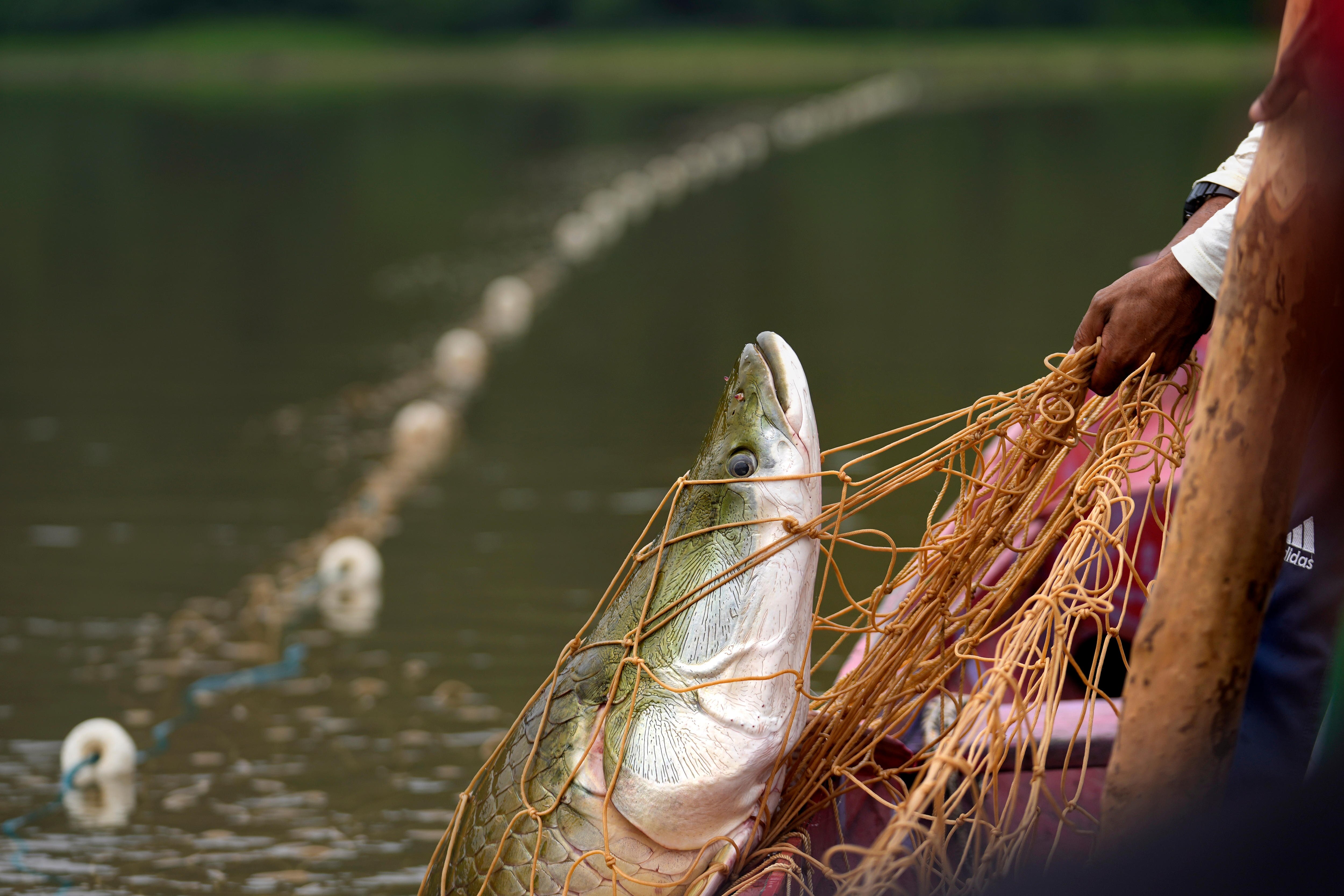 In the Amazon, a giant fish is helping to save the rainforest - ABC News