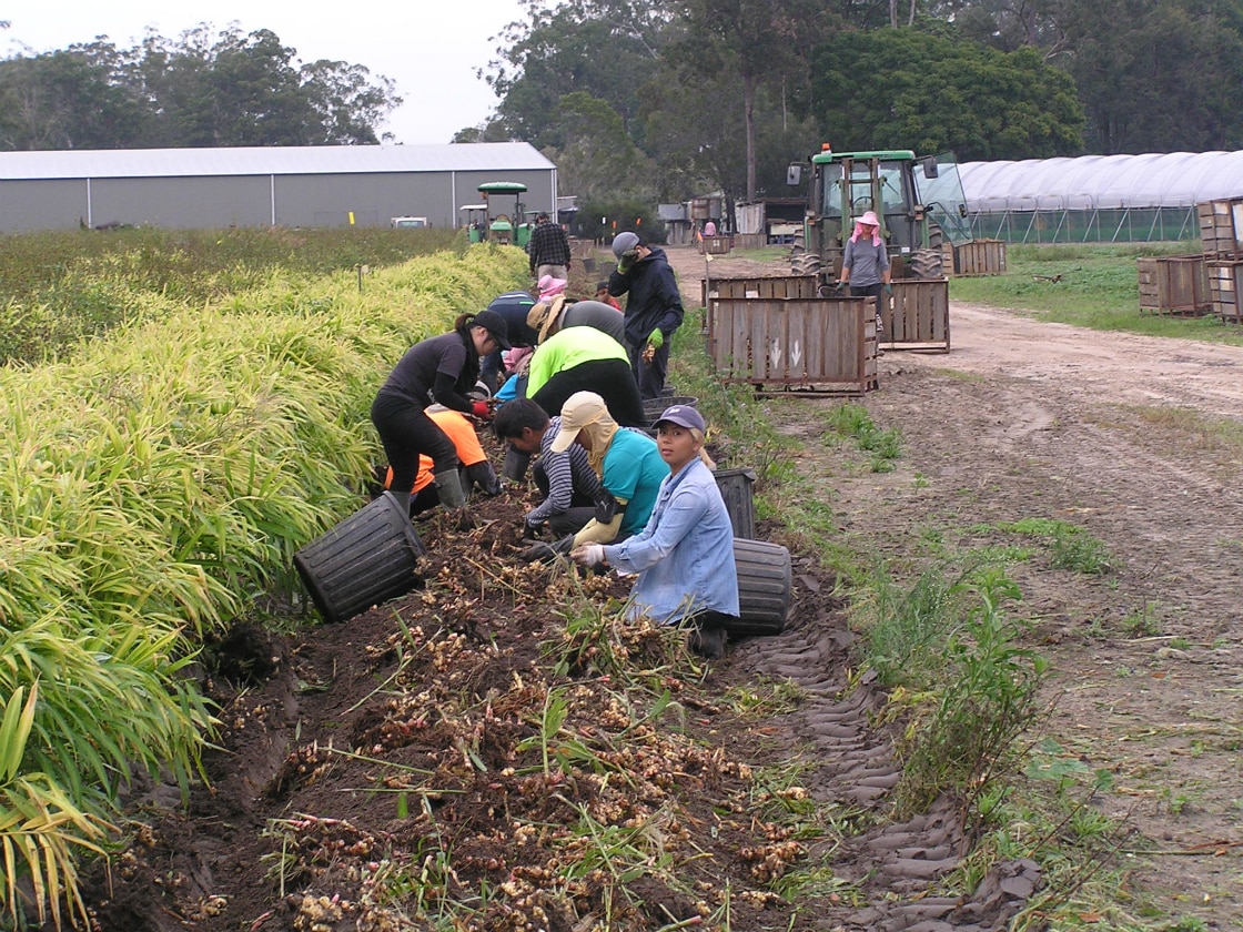 Ginger production almost doubles in compost trial aimed at improving ...