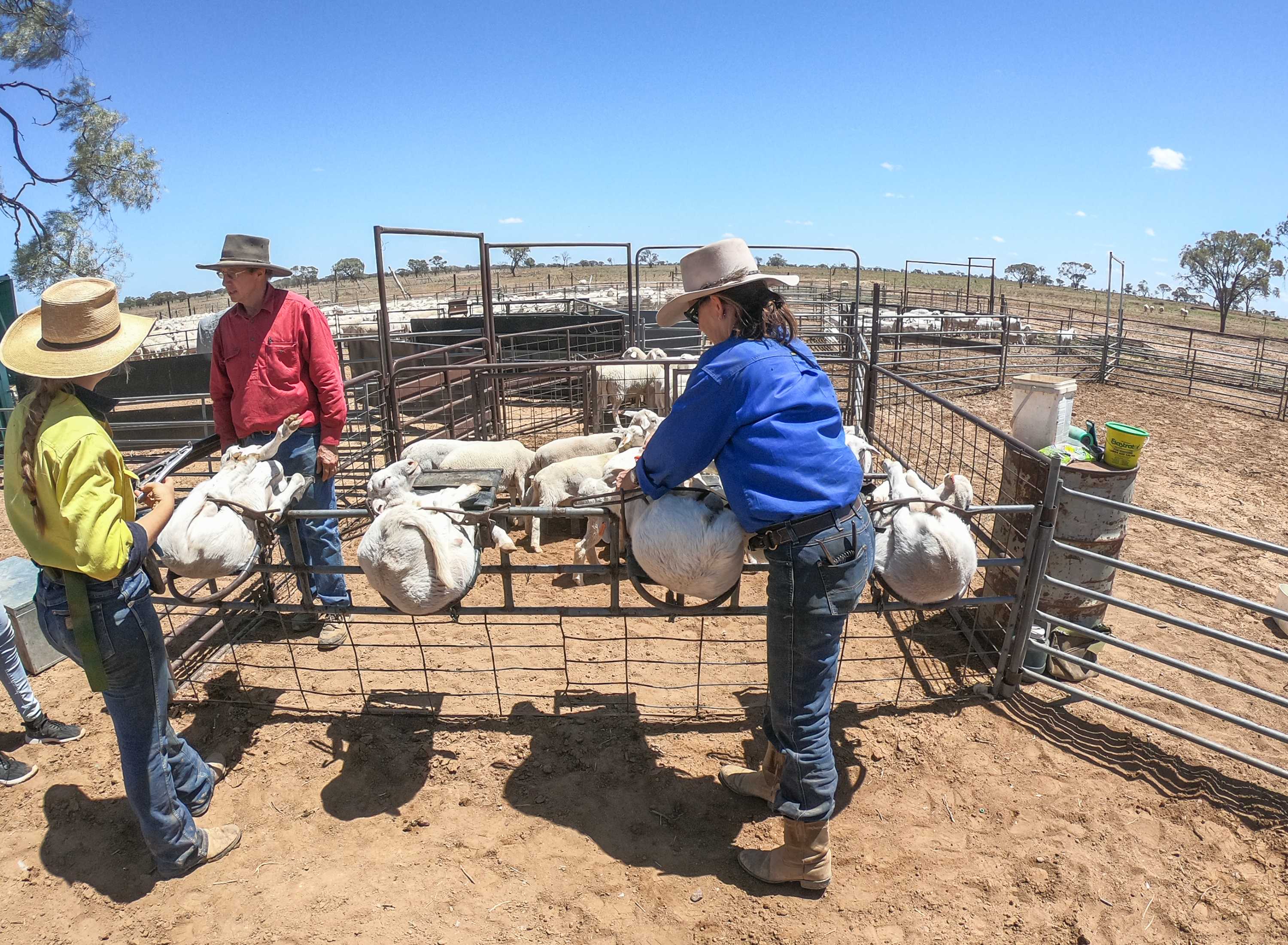 Risky move from wool to meat pays off in drought for Longreach sheep ...
