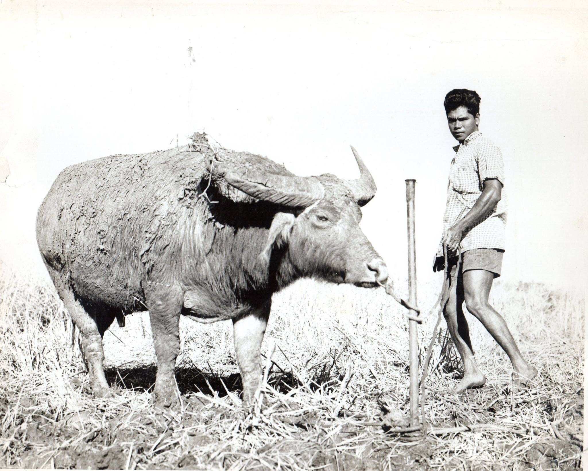 Tributes flow for 'superb bushman' Peter Pangquee, who was instrumental ...