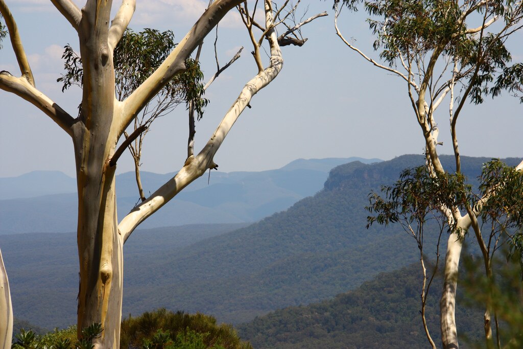 Arbour Love: The trees that shape us - ABC listen