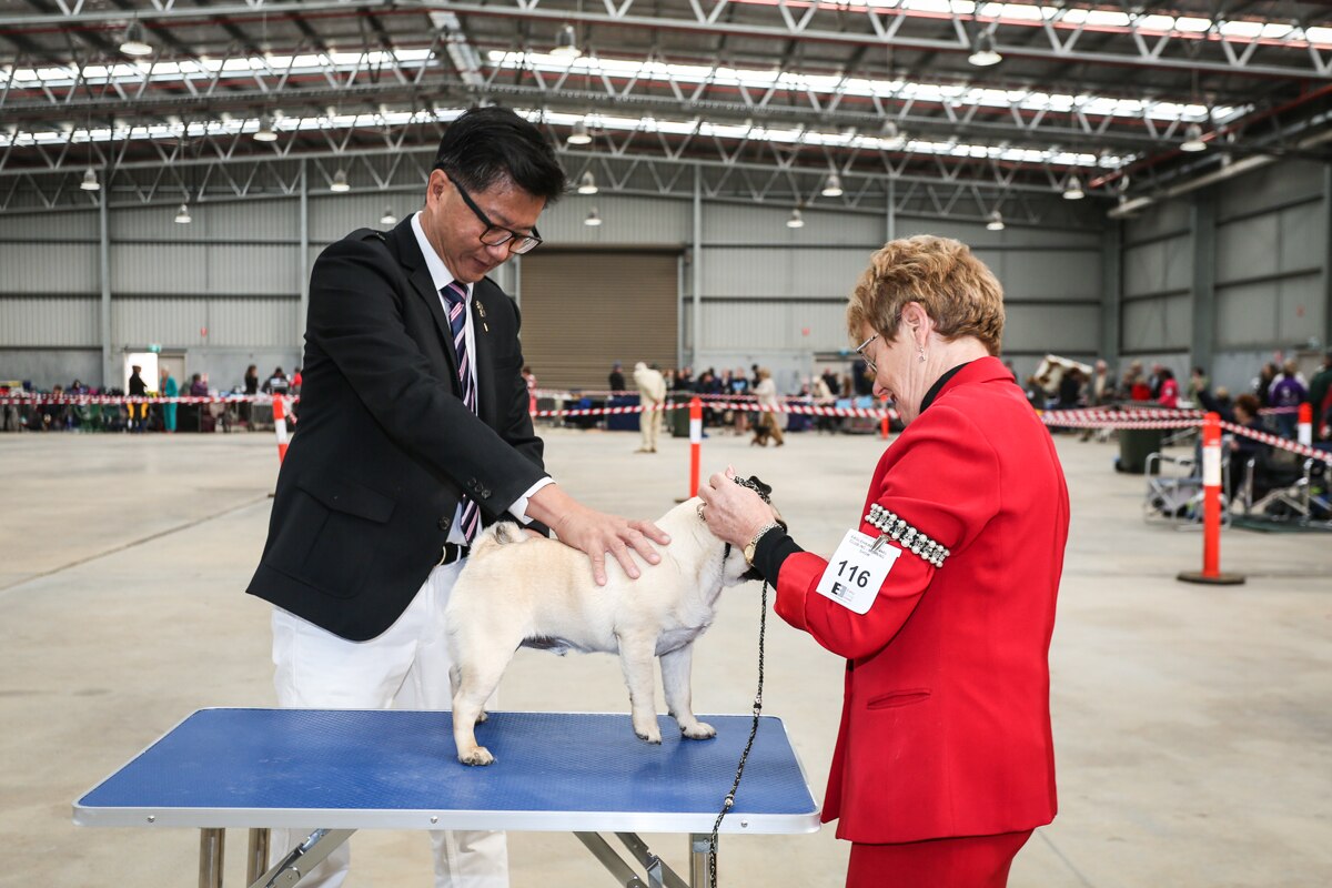 How Do You Become A Judge For Dog Show