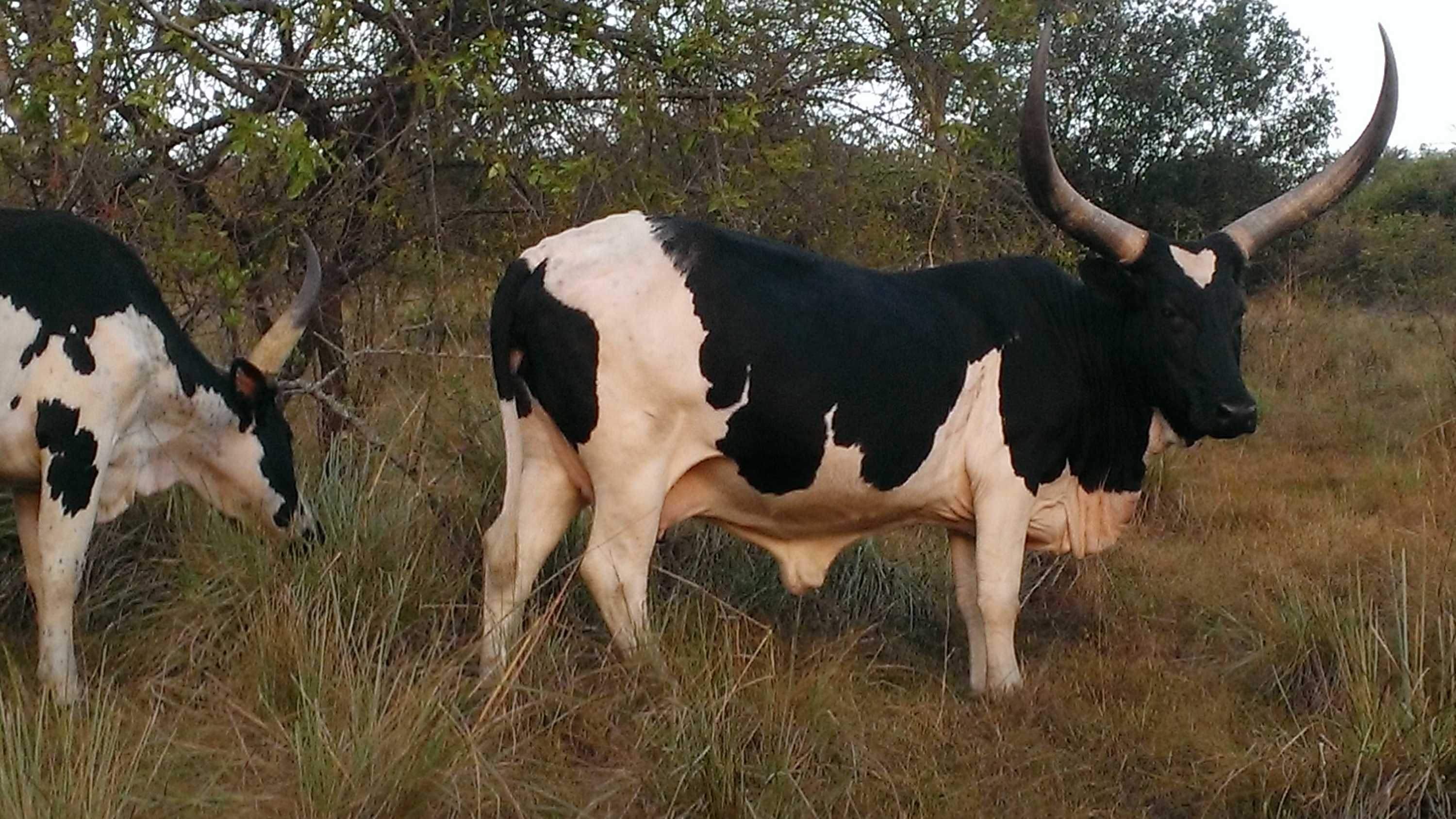 Improving dairy cows in Africa - ABC Radio National