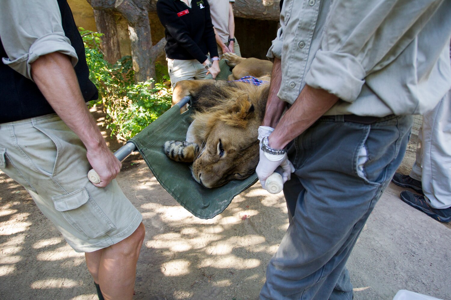Lion recovering well from cancer surgery - ABC News