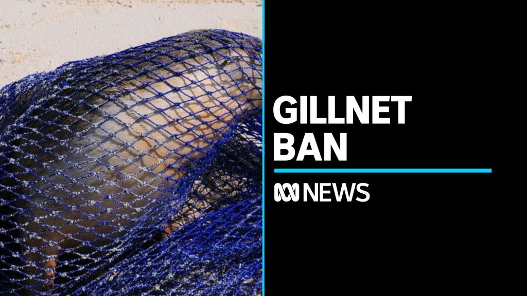 QLD gillnet ban pleases conservationists, alarms fishers - ABC News
