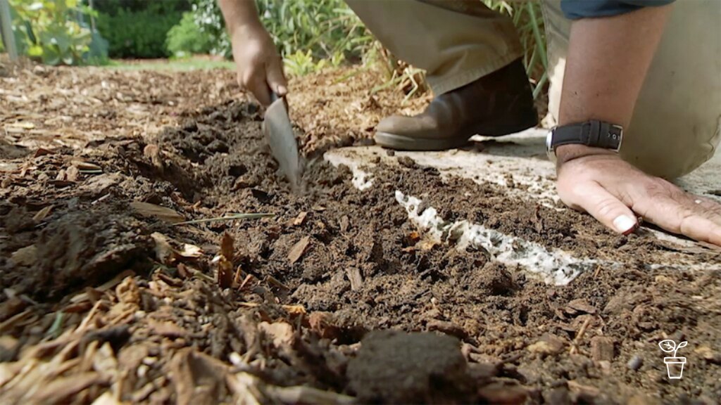 Pathway Plants - Gardening Australia
