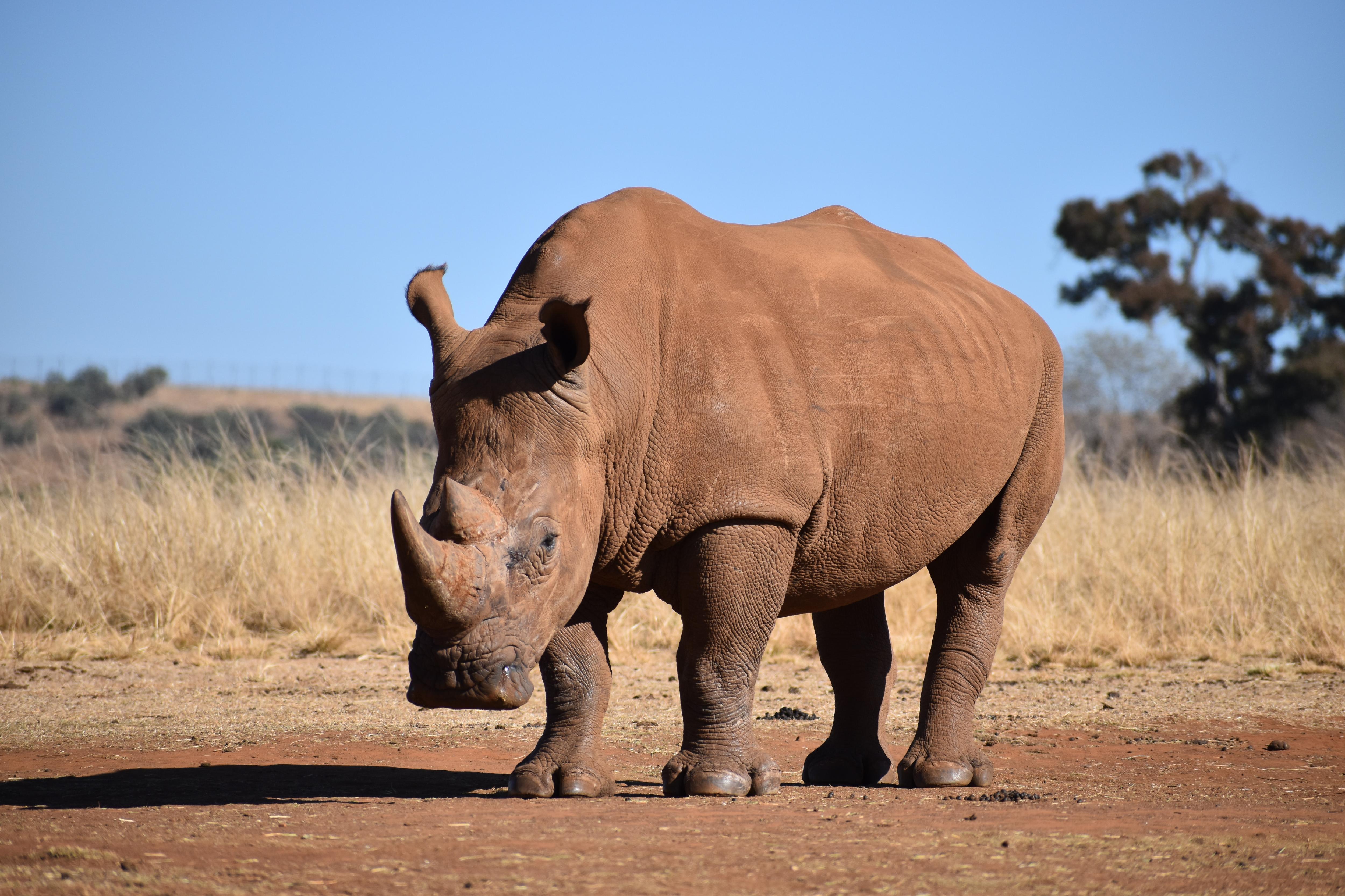 Lights, camera, radio! Jen's rhino chase turned into a Hollywood hit ...