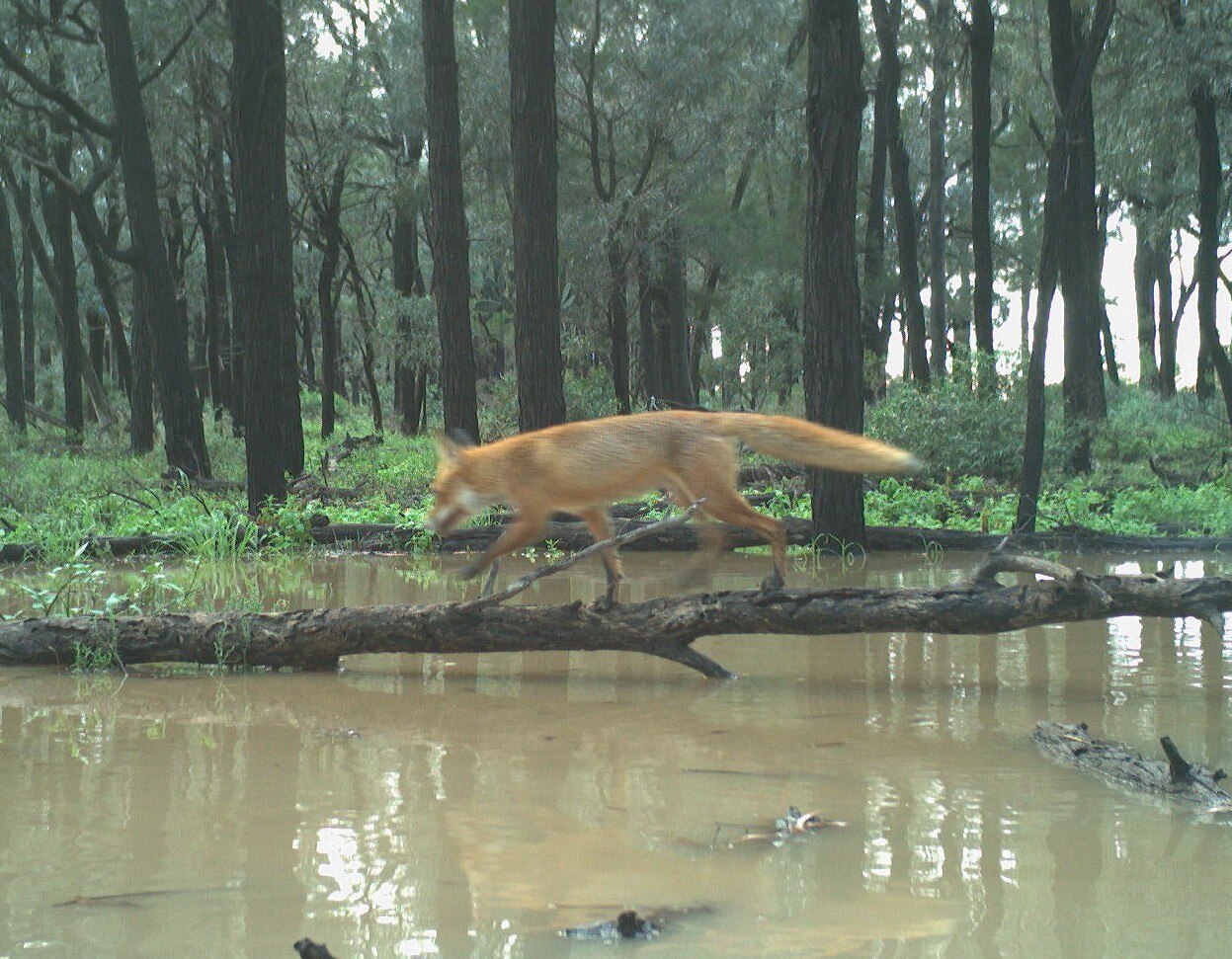 How can DNA be used to control fox numbers? - ABC Southern Queensland