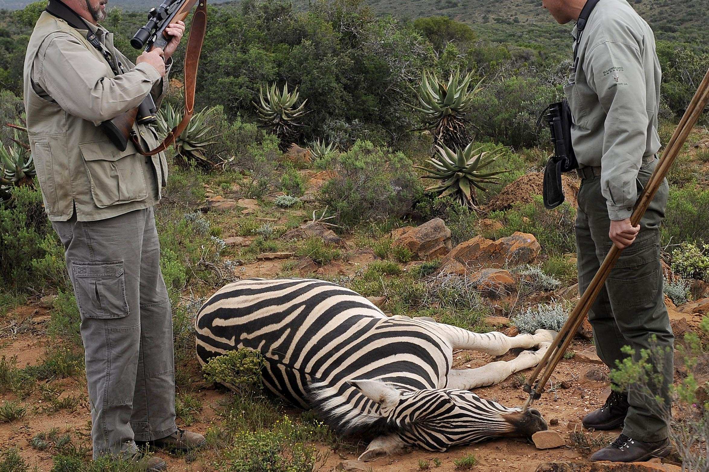 Govt beefs up customs laws to stop hunters bringing home trophies - ABC ...