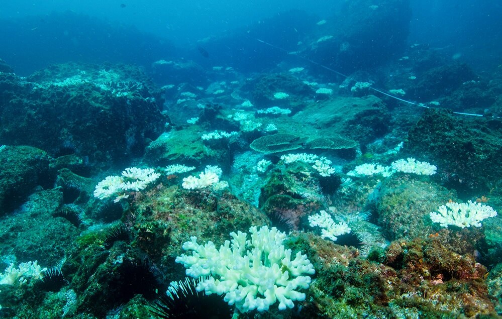 'Godfather of Coral' reflects on 25 years on the Solitary Islands ...