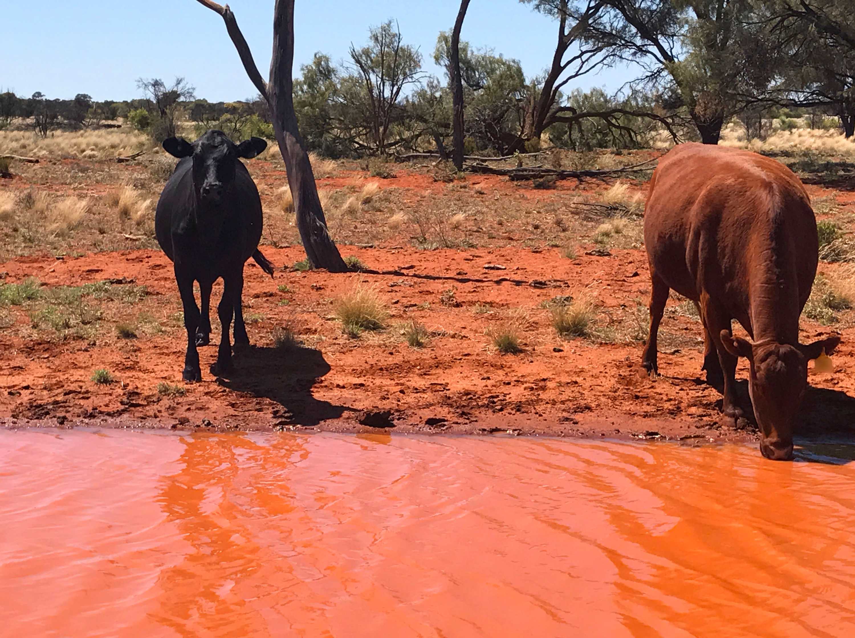Outback cattle station couple rise to the challenge in South Australia ...