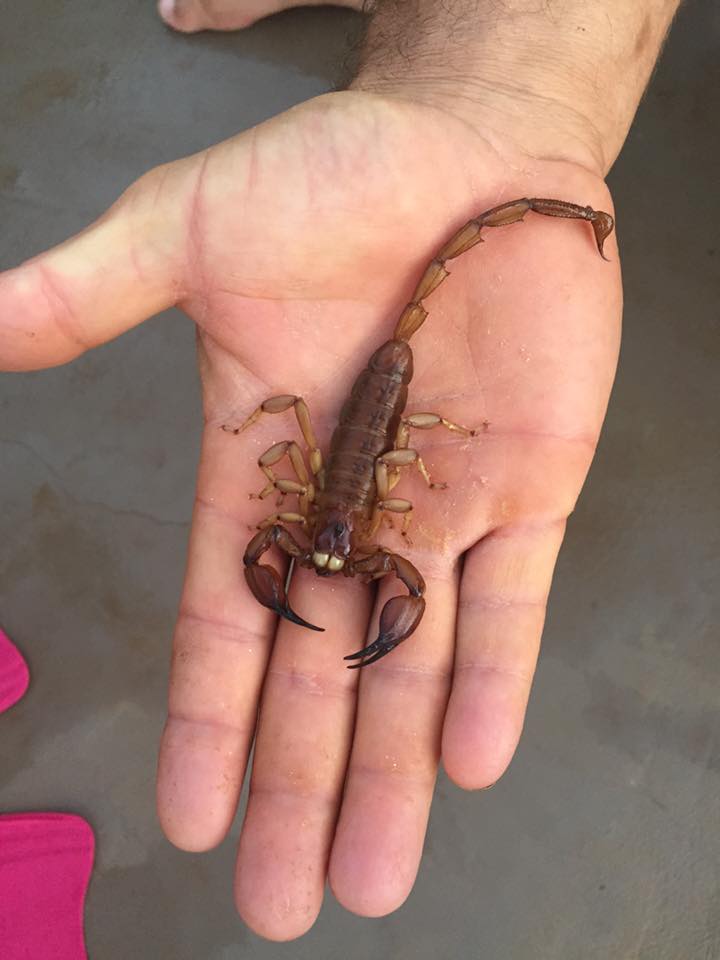 Scorpions on the march in northern Australia are just looking for love ...