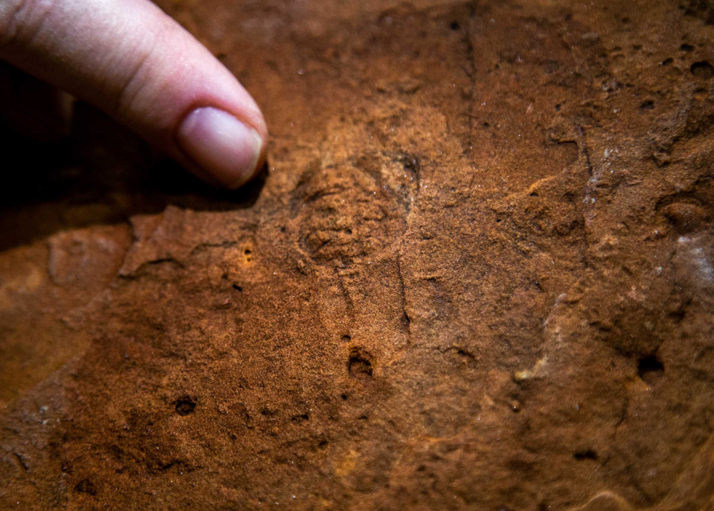 Citizen scientist strikes gold and makes major 460-million-year-old ...