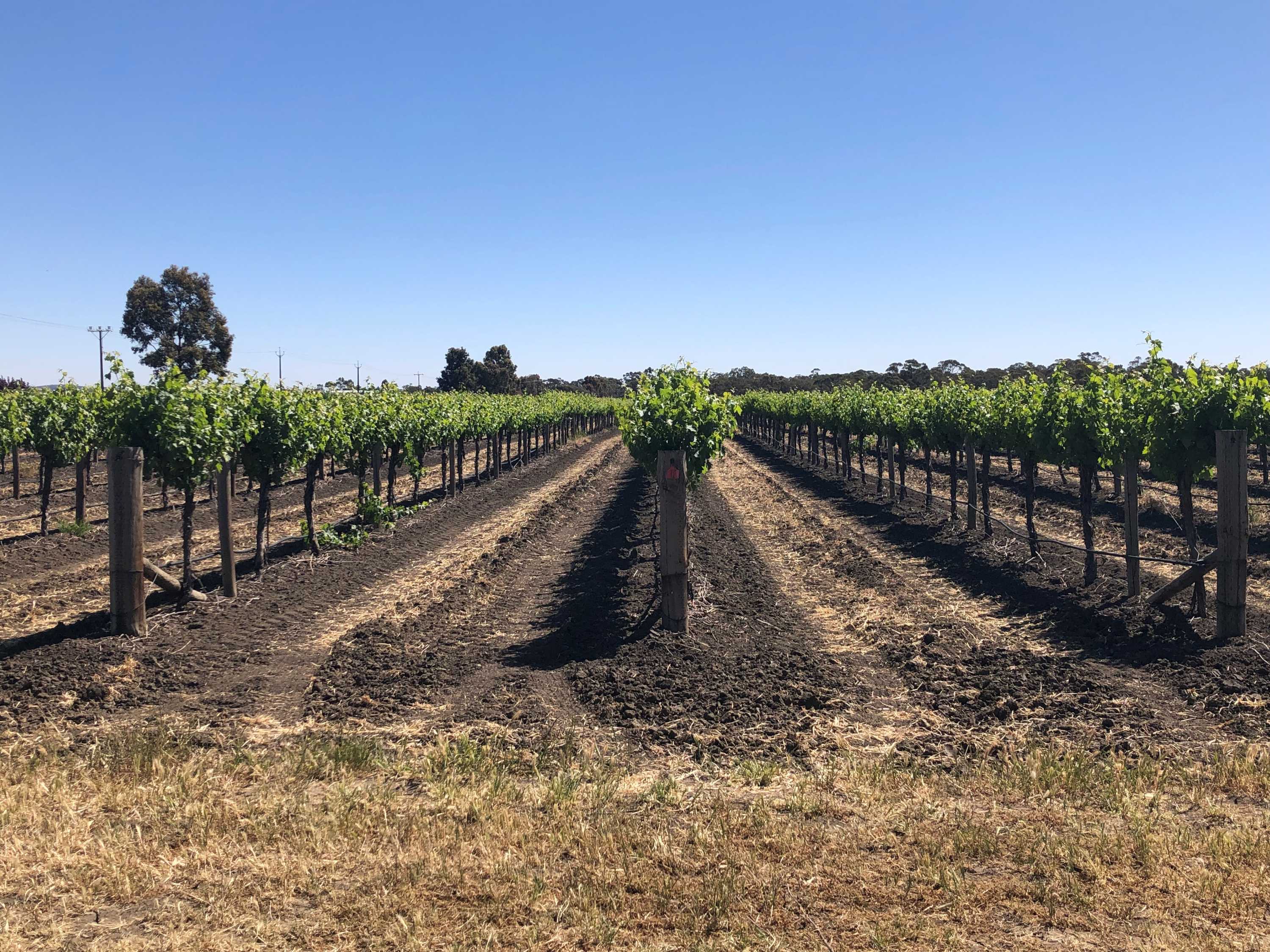 A changing of the vines - ABC News