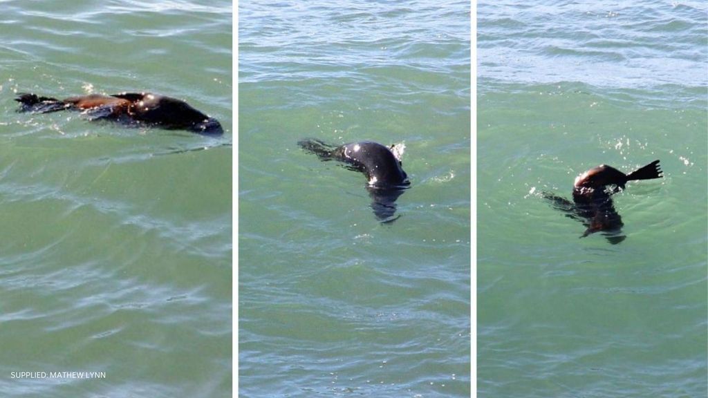 Animals - Topic - ABC News