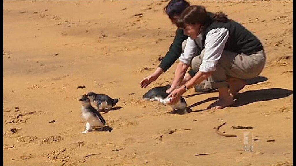 Injured penguins return to the wild - ABC News