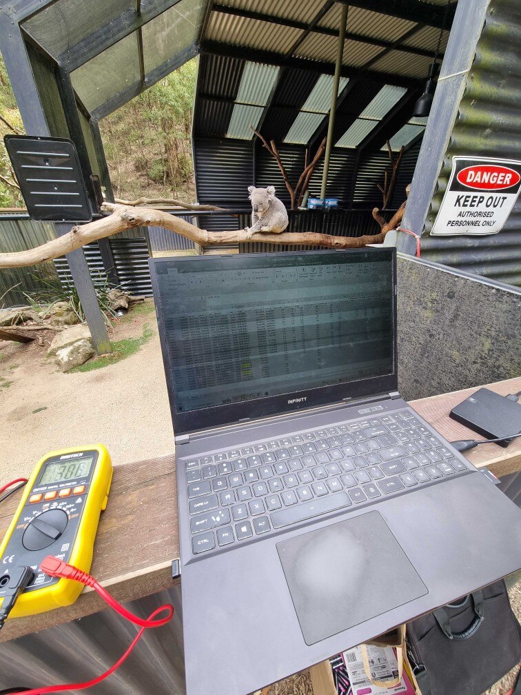 Artificial intelligence tracks male koala mating calls to guide ...