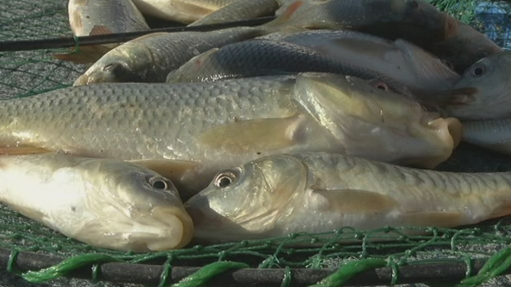 Carp invade River Murray - ABC News