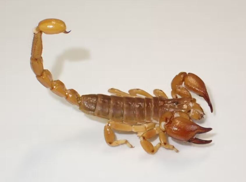 Unique genitalia reveals two new Flinders University scorpion ...