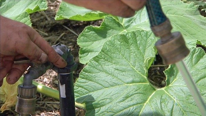 Pruning Natives - Gardening Australia