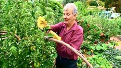 Weed Alert: Lantana - Gardening Australia